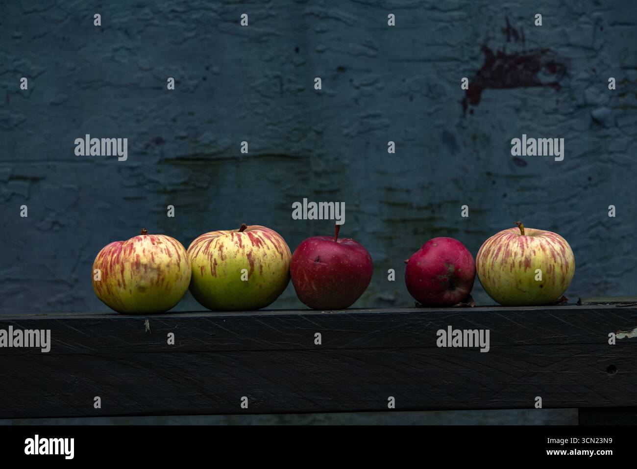 Apples that have fallen from a tree are arranged on a wooden bench, red ...