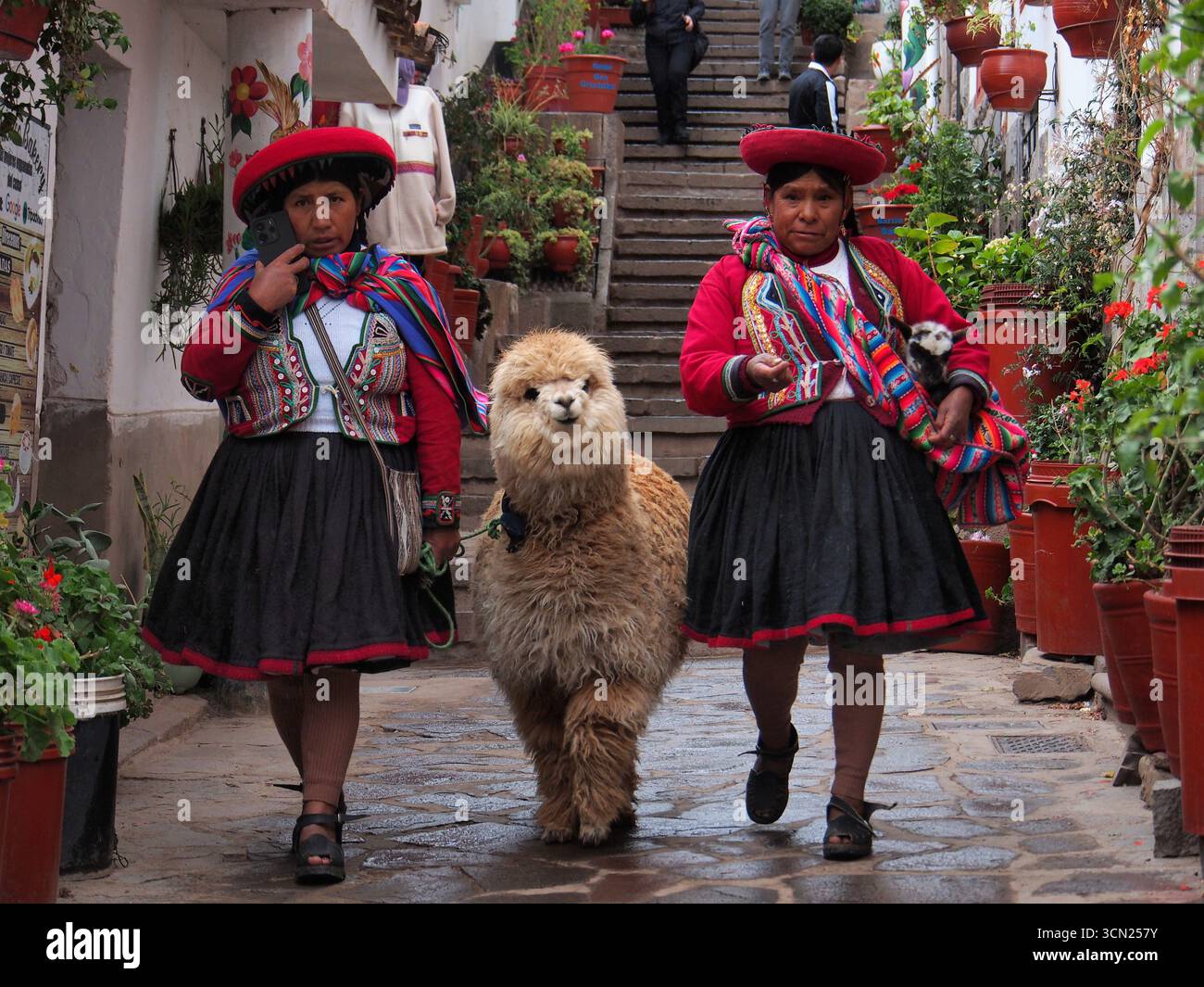 Indigenous women in traditional dress walk with an alpaca (Andean ...