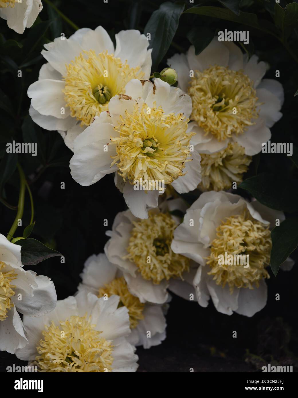Peonies bloom in a flower farm in rural Alberta, Canada. The farm ...