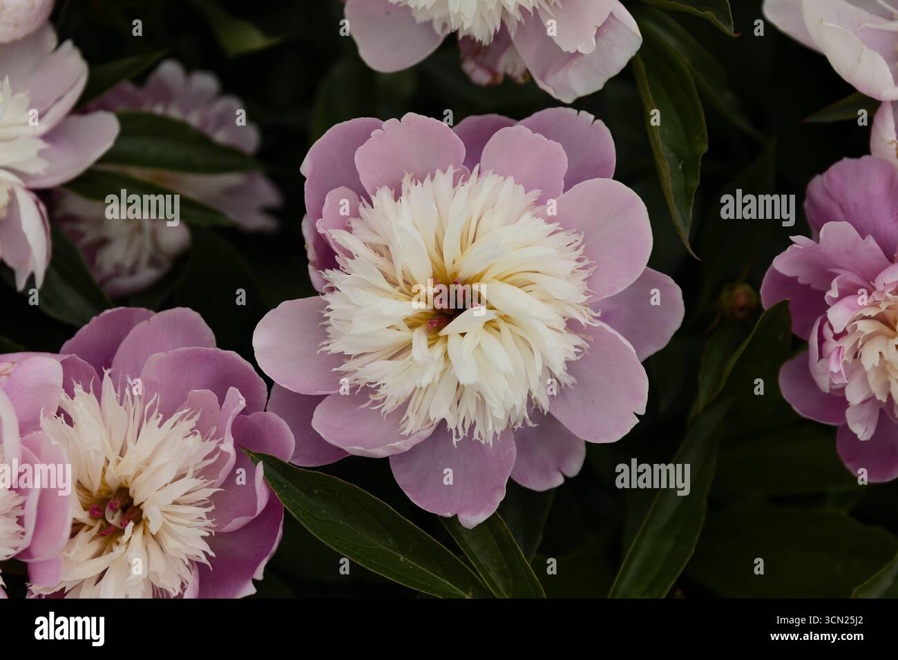 Peonies bloom in a flower farm in rural Alberta, Canada. The farm ...