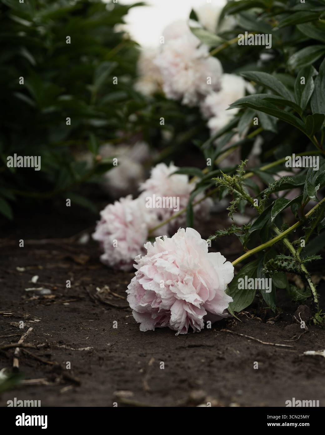 Peonies bloom in a flower farm in rural Alberta, Canada. The farm ...