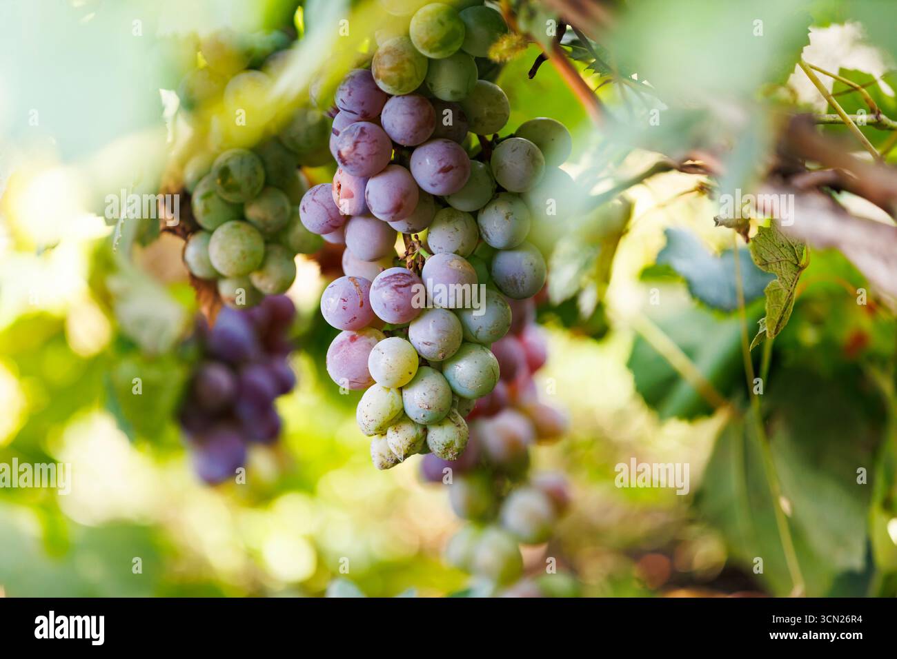 Vineyard grapes with blurred sunlight background. Blue grape cluster in ...