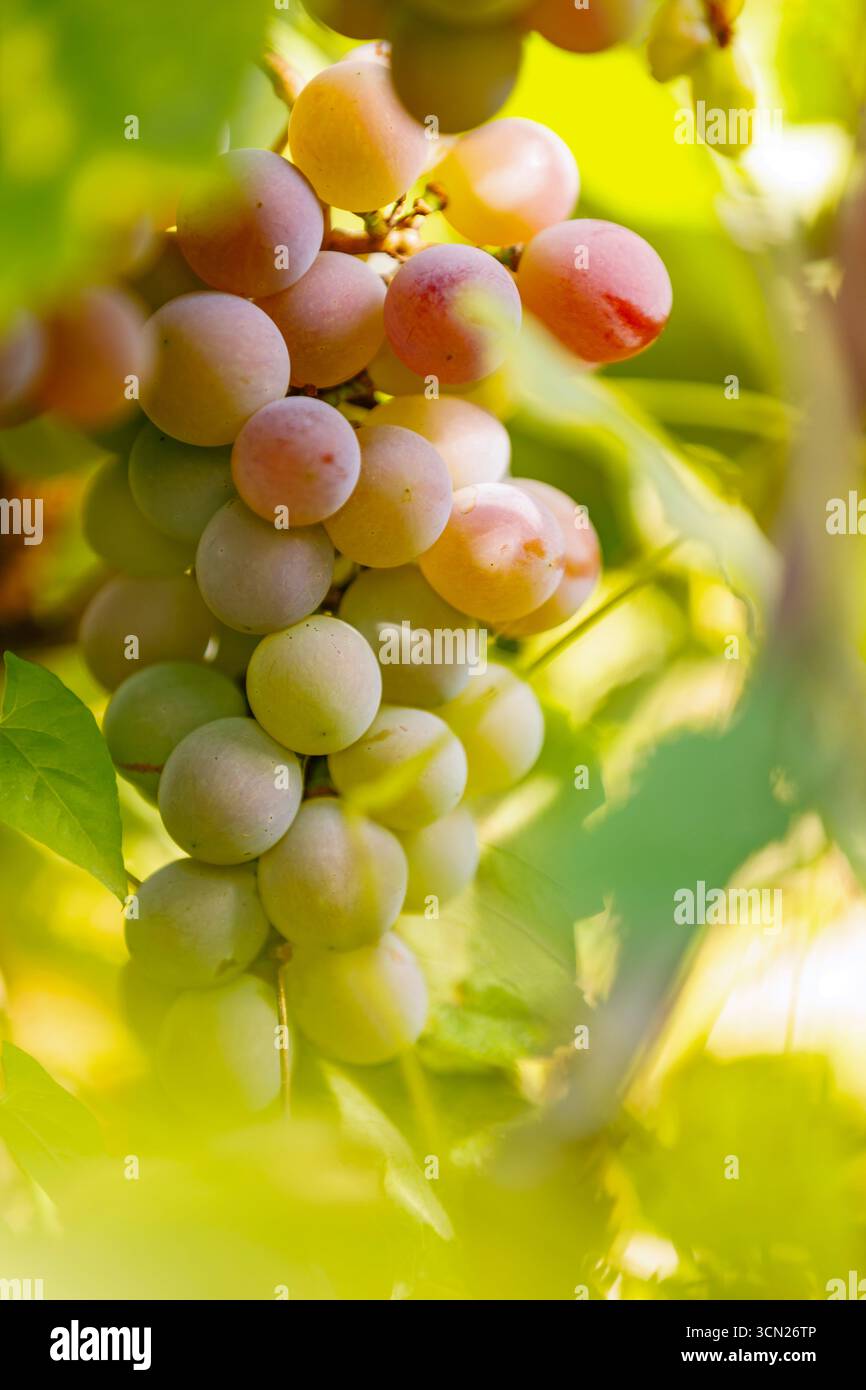 Natural farming fruit cluster on vine. Fresh grapes hanging in vineyard ...