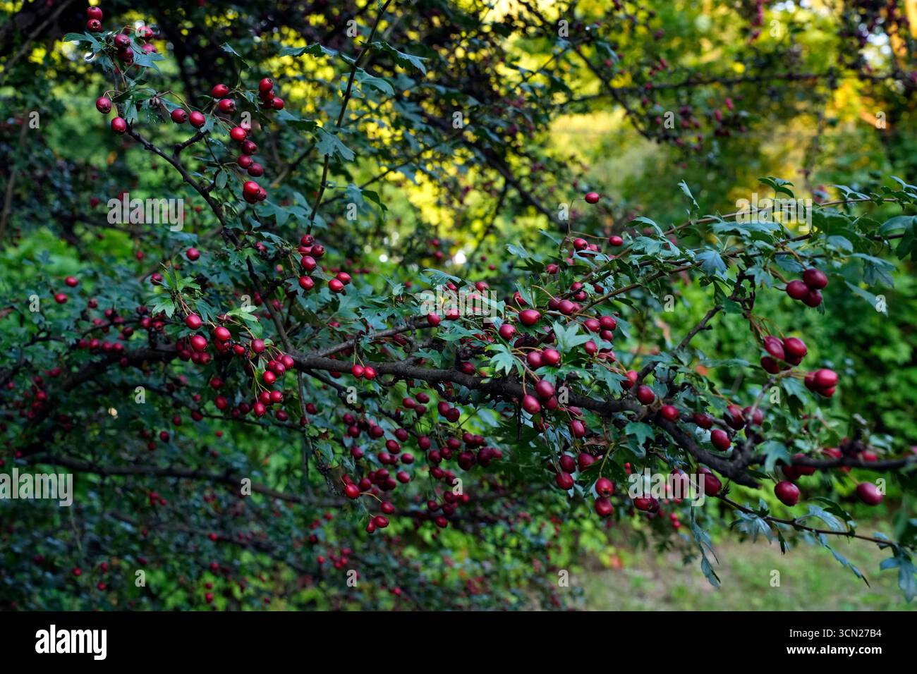 Autumn hawthorn leaves vibrant hi-res stock photography and images - Alamy