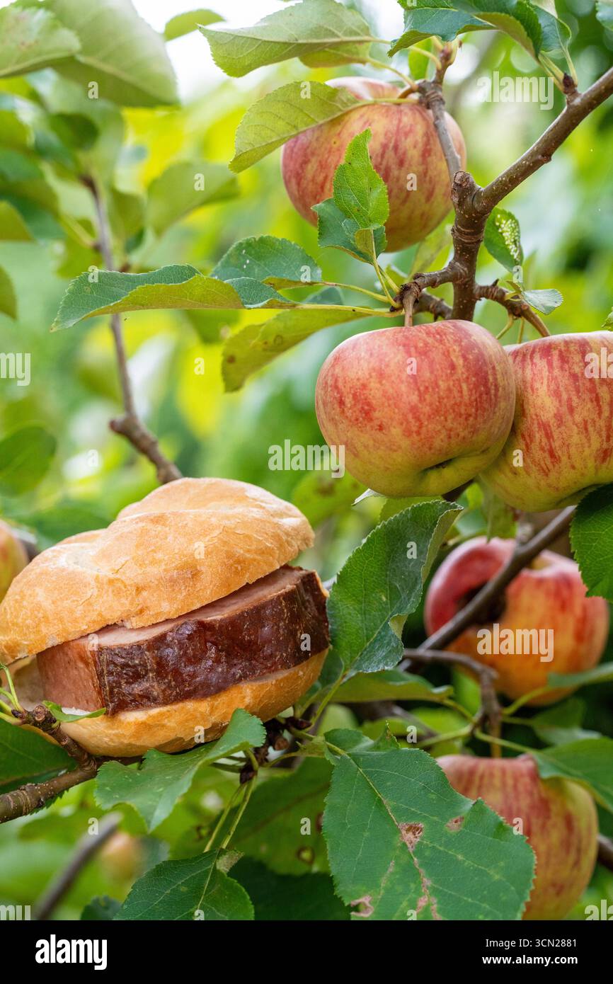 Bavaria, Germany - September 17, 2025: Scurrilous picture, A Bavarian ...