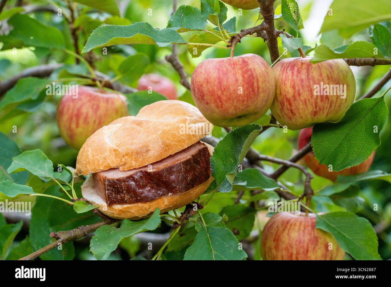 Bavaria, Germany - September 17, 2025: Scurrilous picture, A Bavarian ...