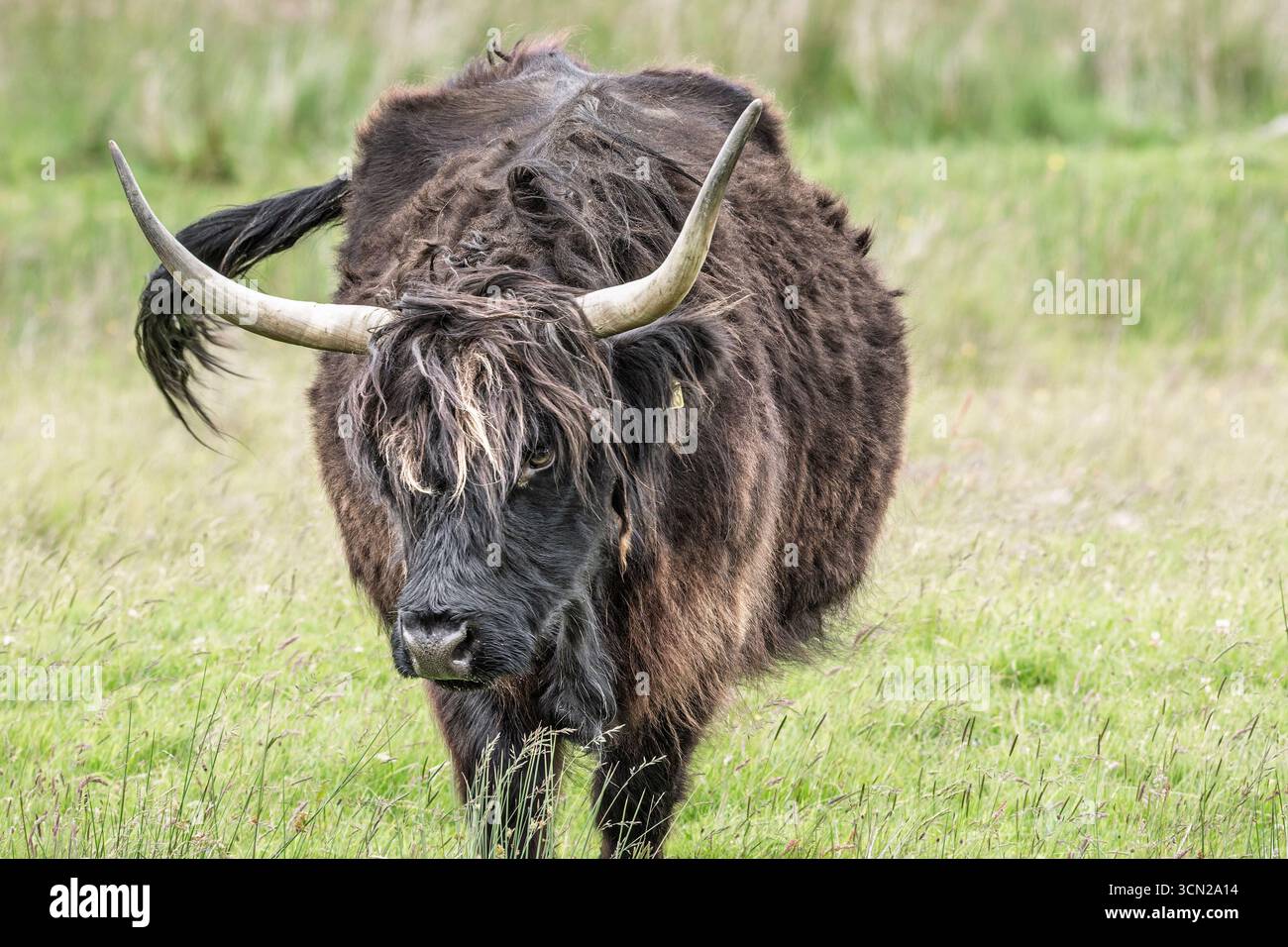 Highland cattle on mull hi-res stock photography and images - Alamy