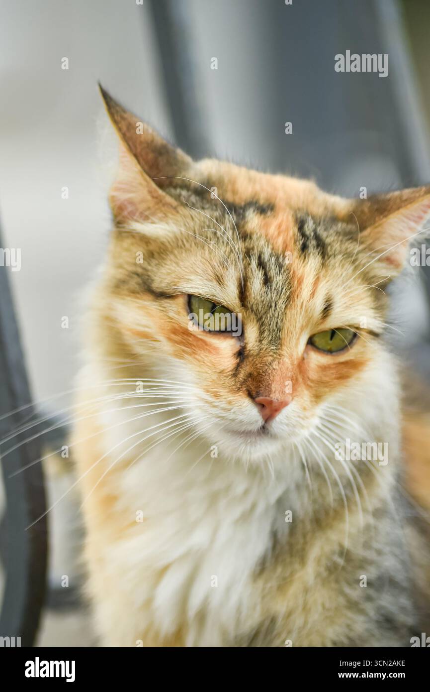 Beautiful calico cat captured hi-res stock photography and images - Alamy