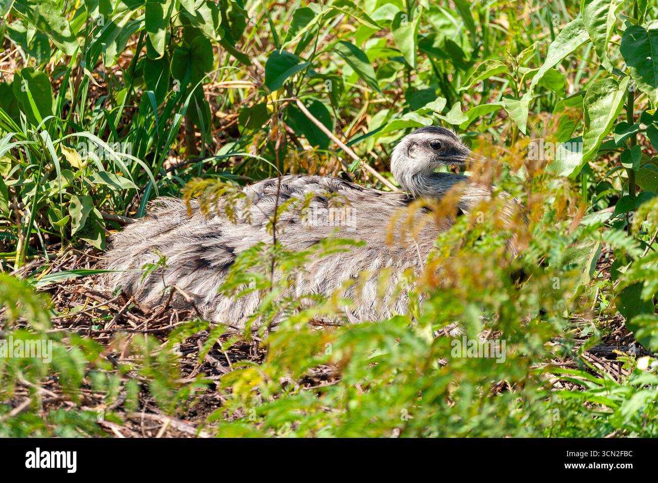Male brazilian rhea (greater rhea) hatching eggs. this is the largest ...