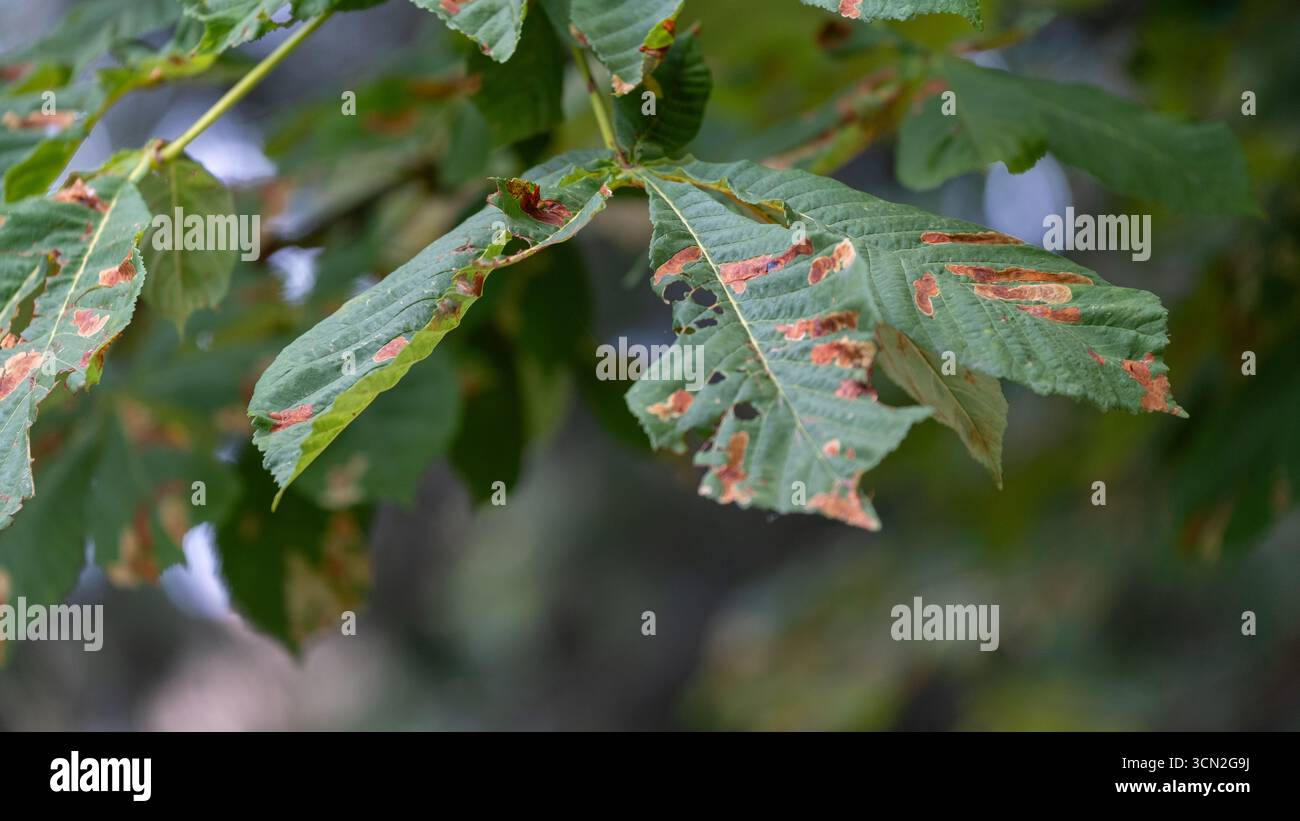 Detailed view of chestnut tree leaves with visible brown damage caused ...