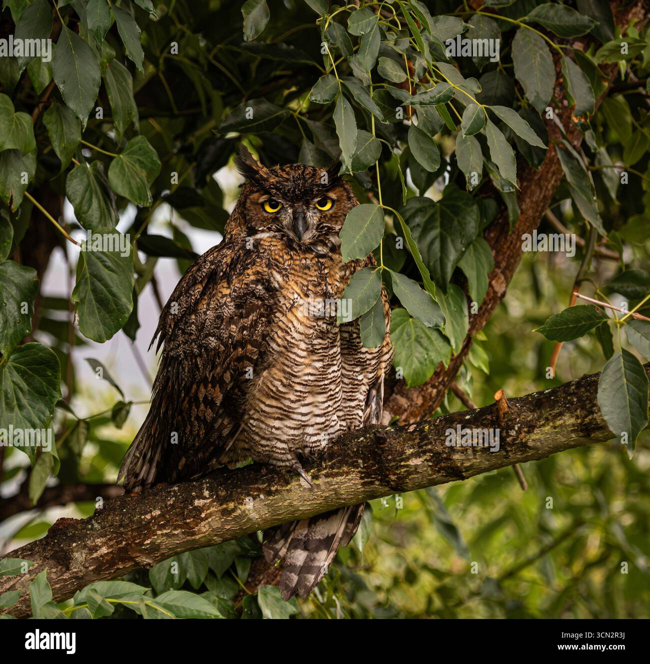Bird habitat portrait hi-res stock photography and images - Alamy