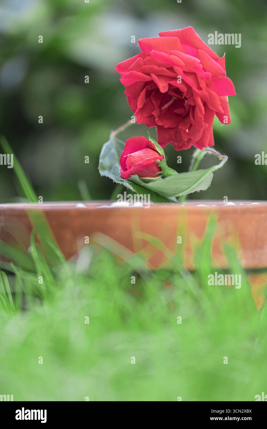 One wilted symbolic contrast of life and decay in hi-res stock ...