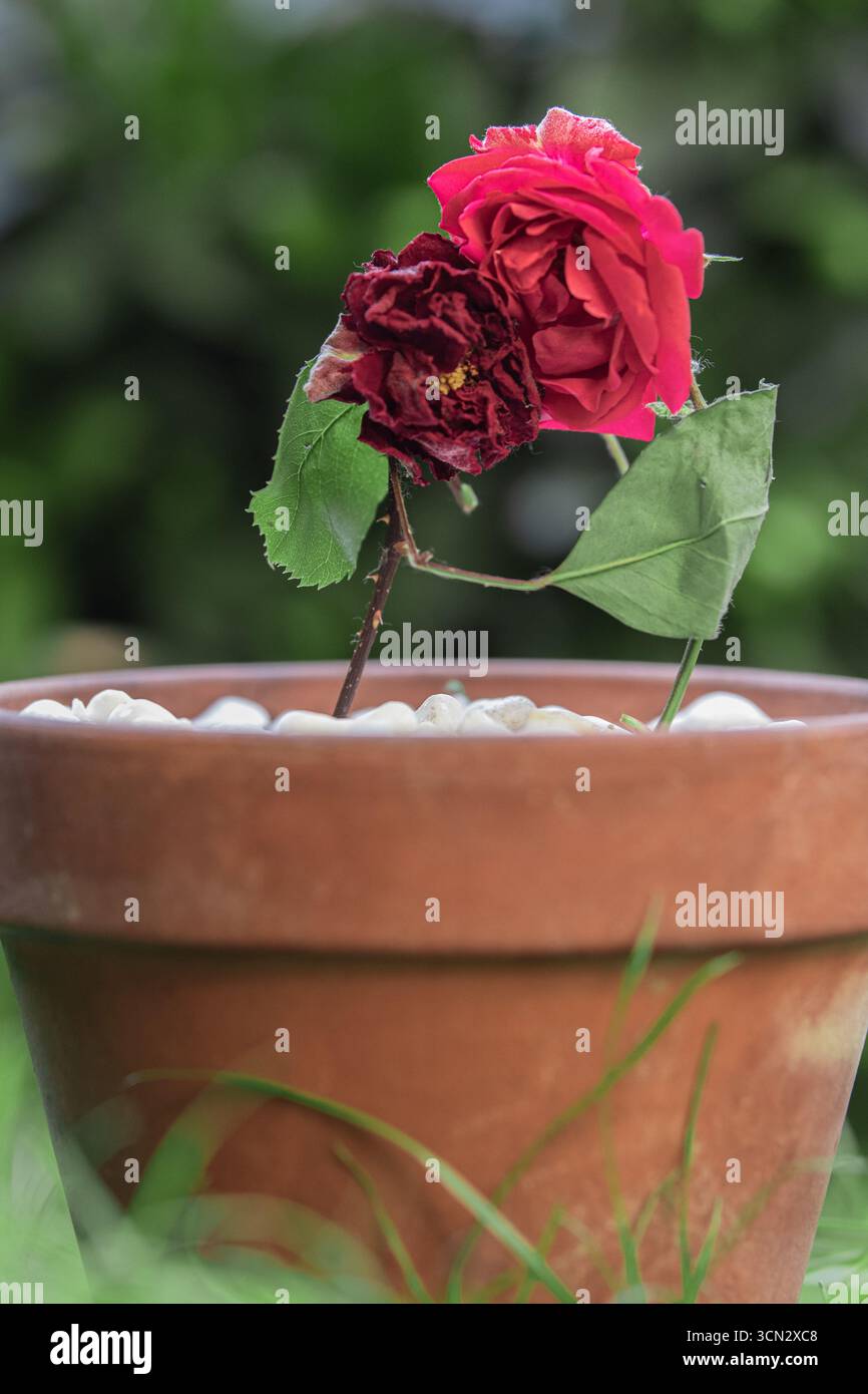 Two roses on one stem hi-res stock photography and images - Alamy