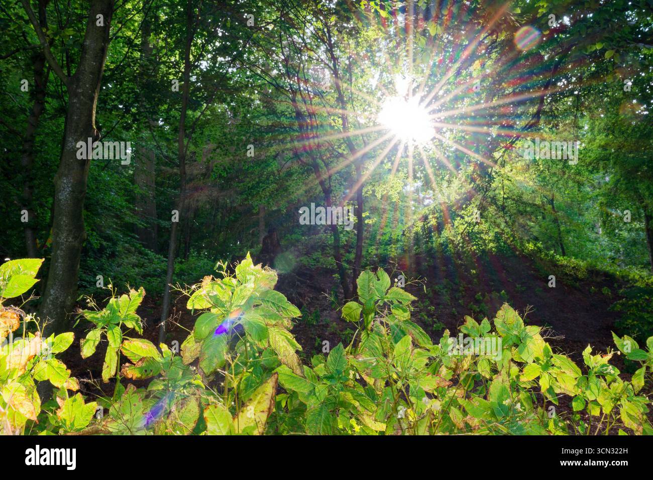 A stand of thin trees and tall grasses frames a narrow gap where the ...
