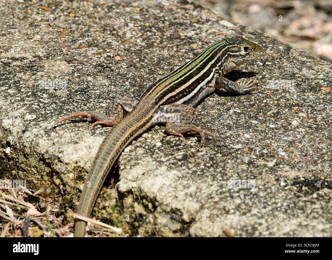 Whiptail Lizard, also known as a Six-lined Racerunner Stock Photo - Alamy