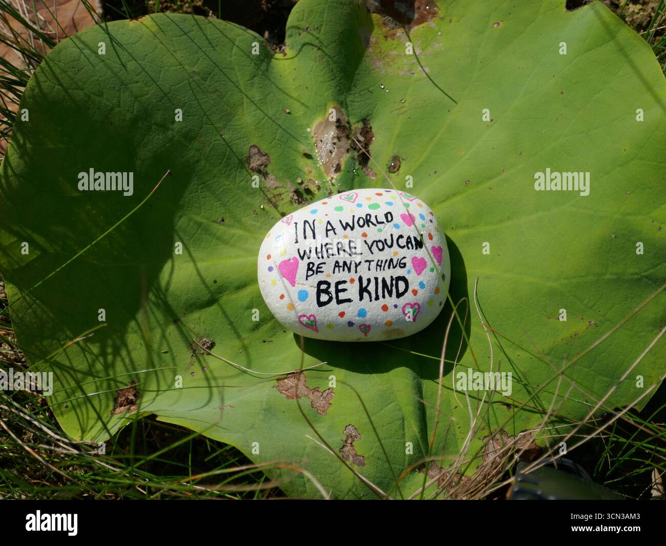 Large lotus lily pad with be kind kindness rock Stock Photo - Alamy