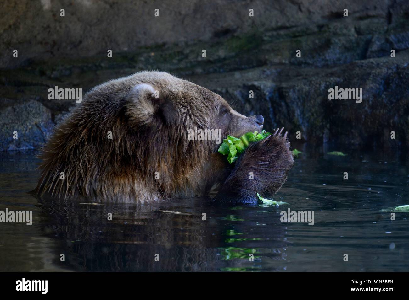 Seattle, Washington, USA. 18th Sep, 2025. In the Fall, bears enter a ...