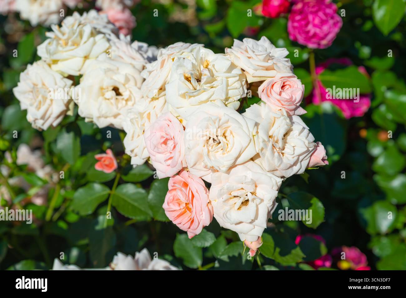 Wide shot of Carcassonne floribunda rose mass on clump, dense apricot ...