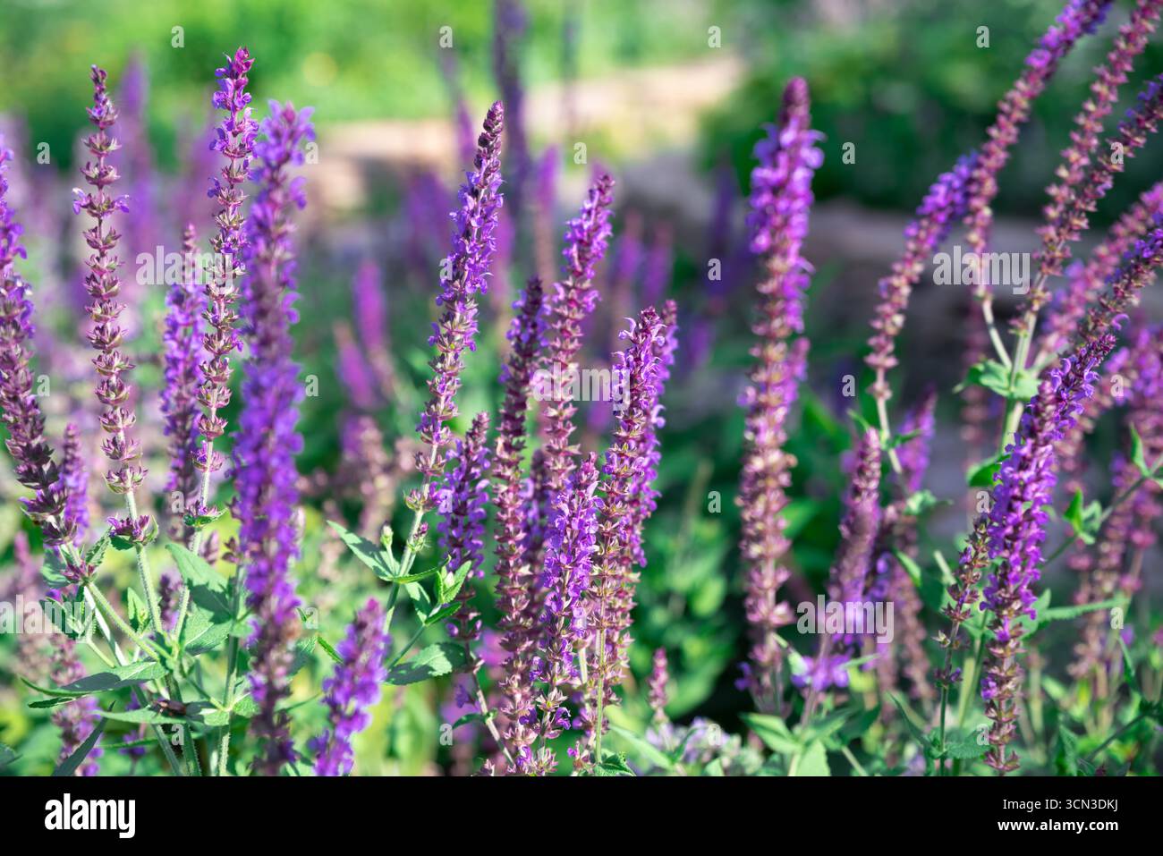 A close-up view of purple Salvia flowers with tall spikes and lush ...