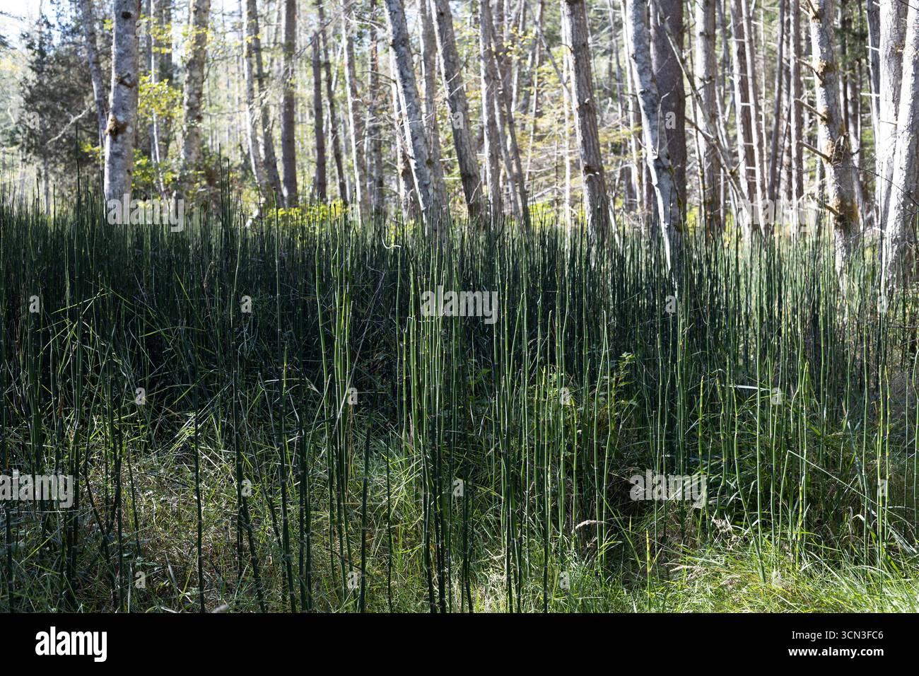 Horsetails - Equisetum - growing alongside birch trees on San Juan ...