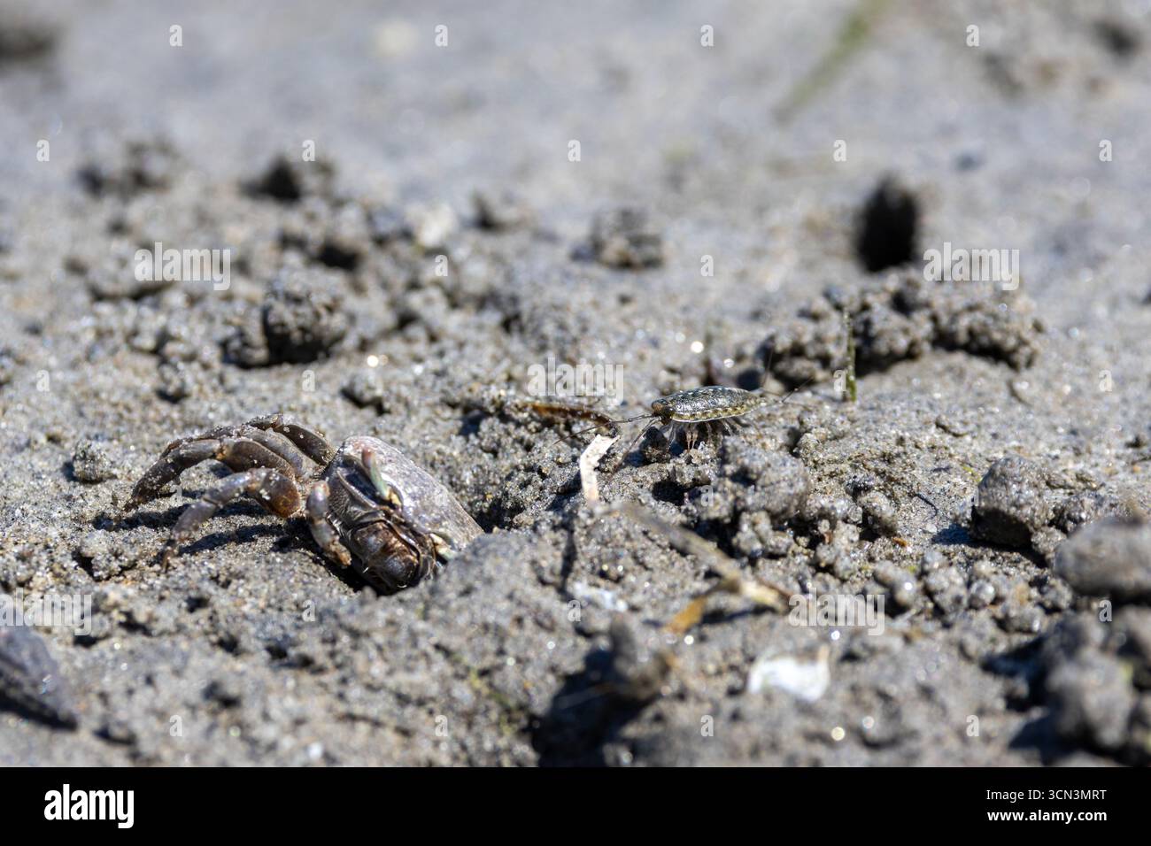 Sea slater and small shore crab on the San Diego River mudflat at Ocean ...