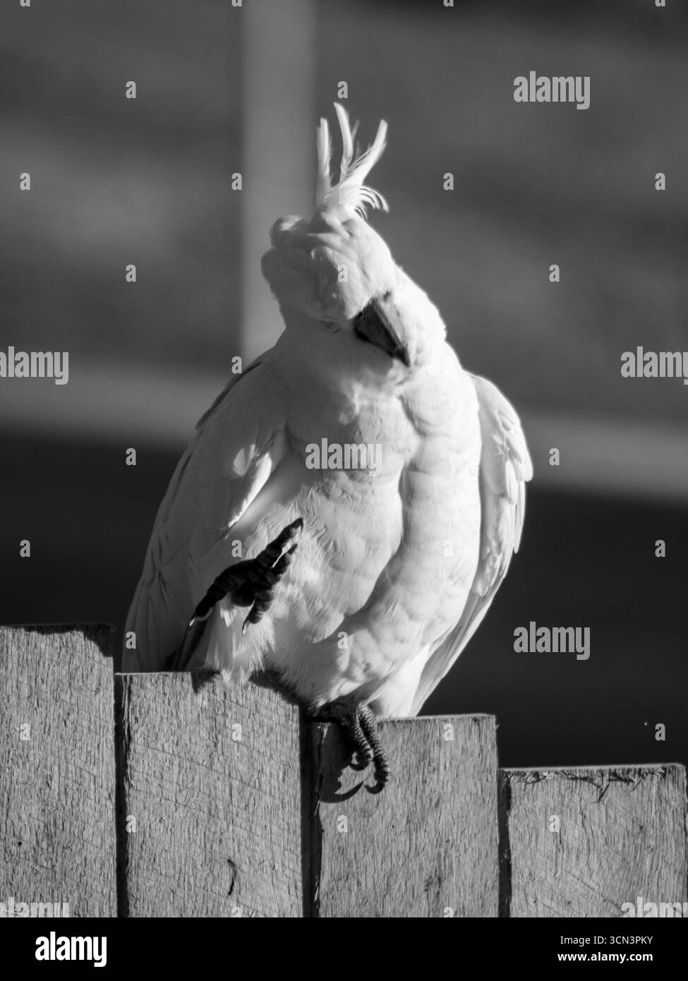 Cockatoo, native Australian bird in black and white, lifting a foot to ...