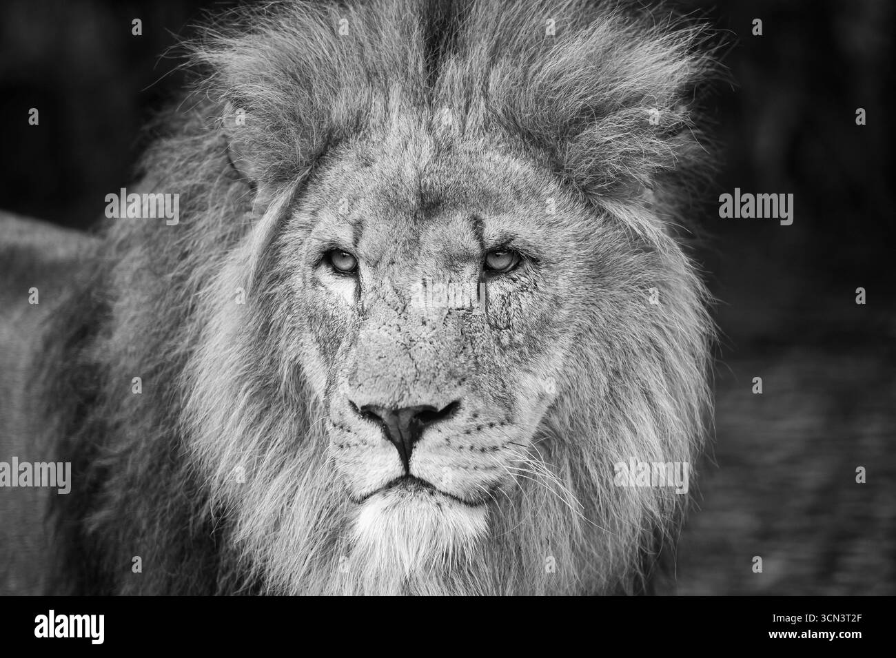 White male lion panthera Black and White Stock Photos & Images - Alamy