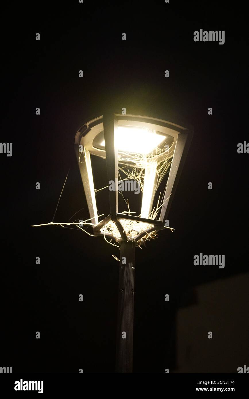 Nighttime Street Light With Spider Webs and Glowing Illumination in ...