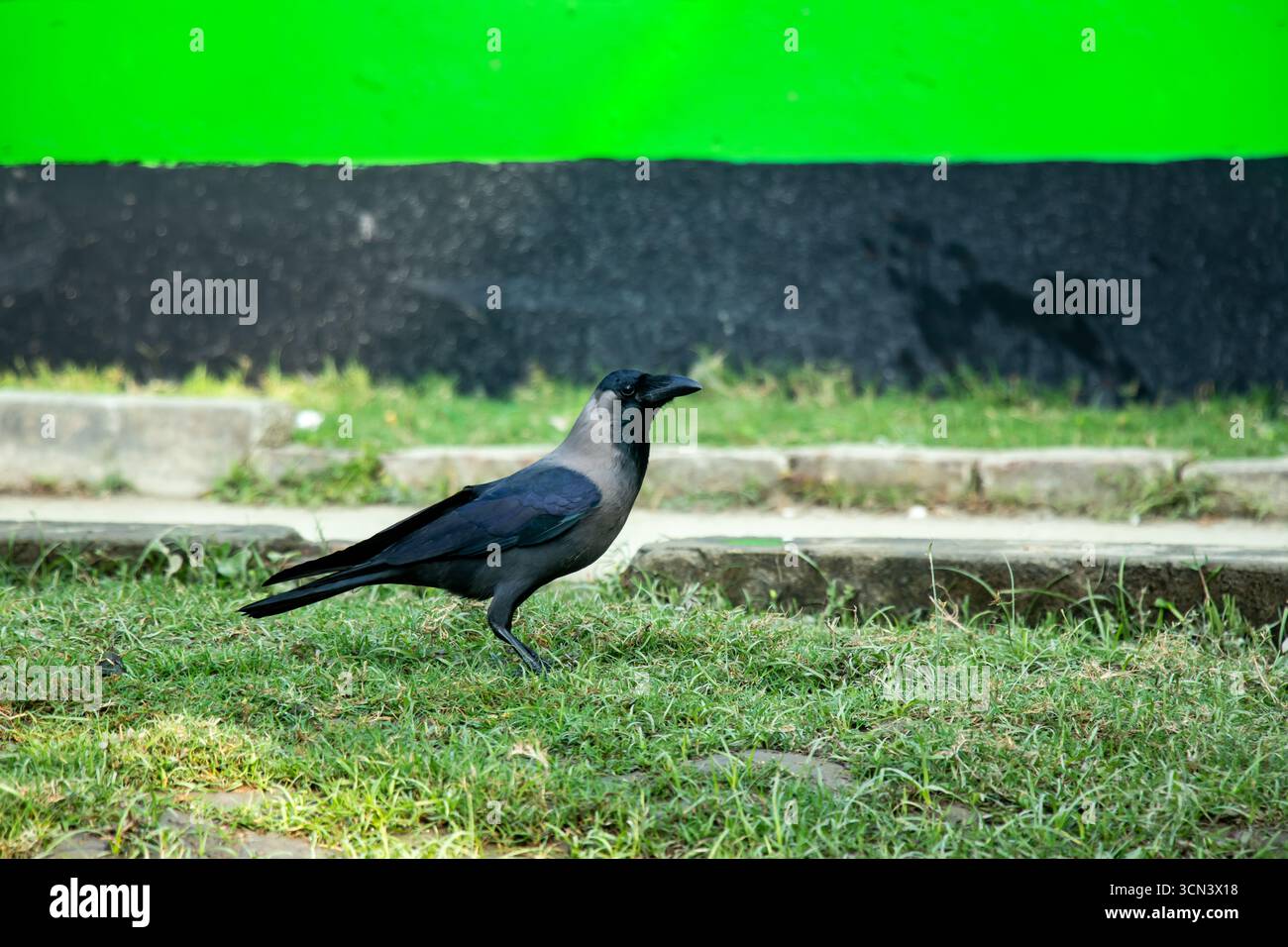 Brownish grey plumage hi-res stock photography and images - Alamy