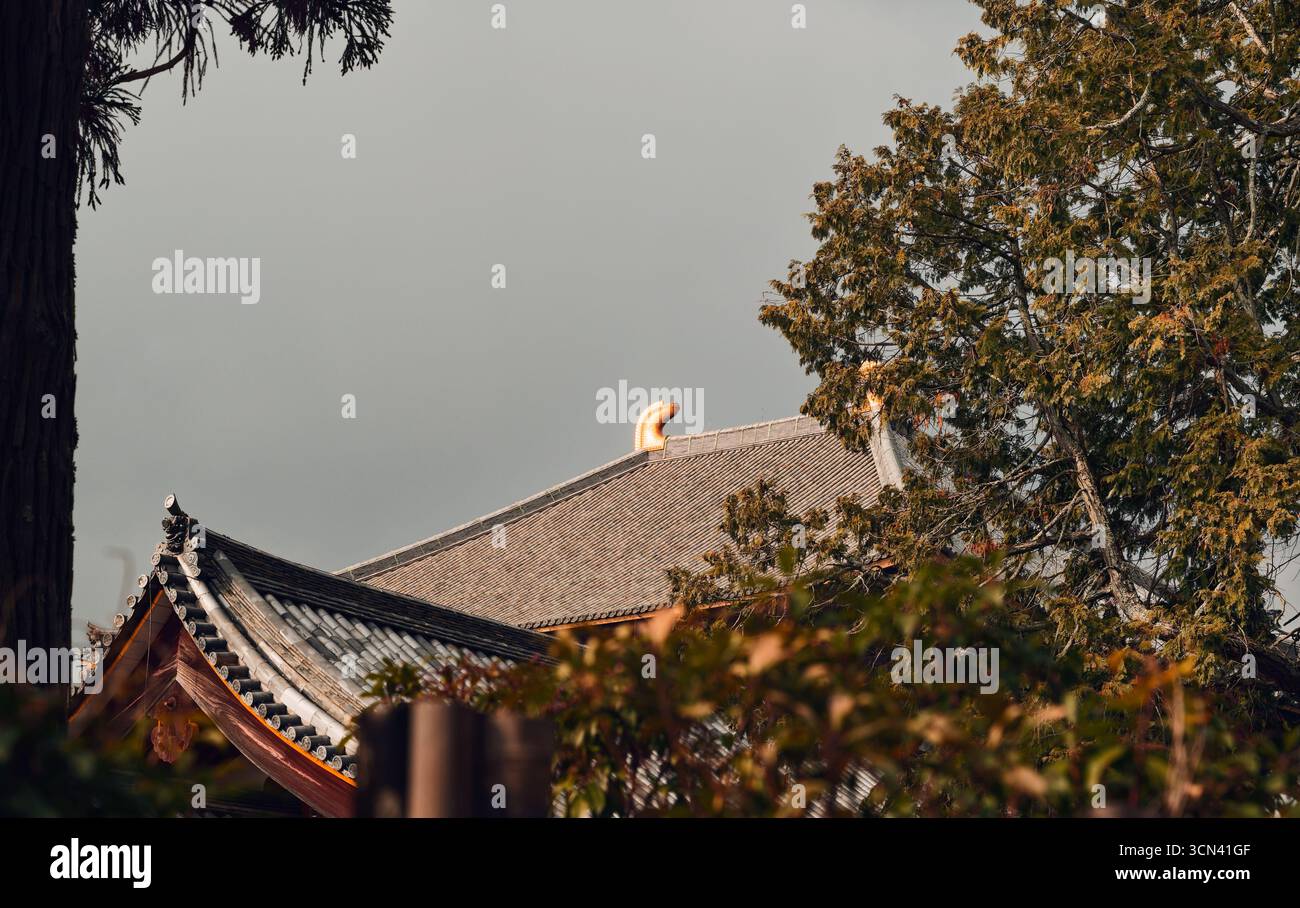 Golden roof ornament of Todai-ji Temple in Nara peeking above the trees ...