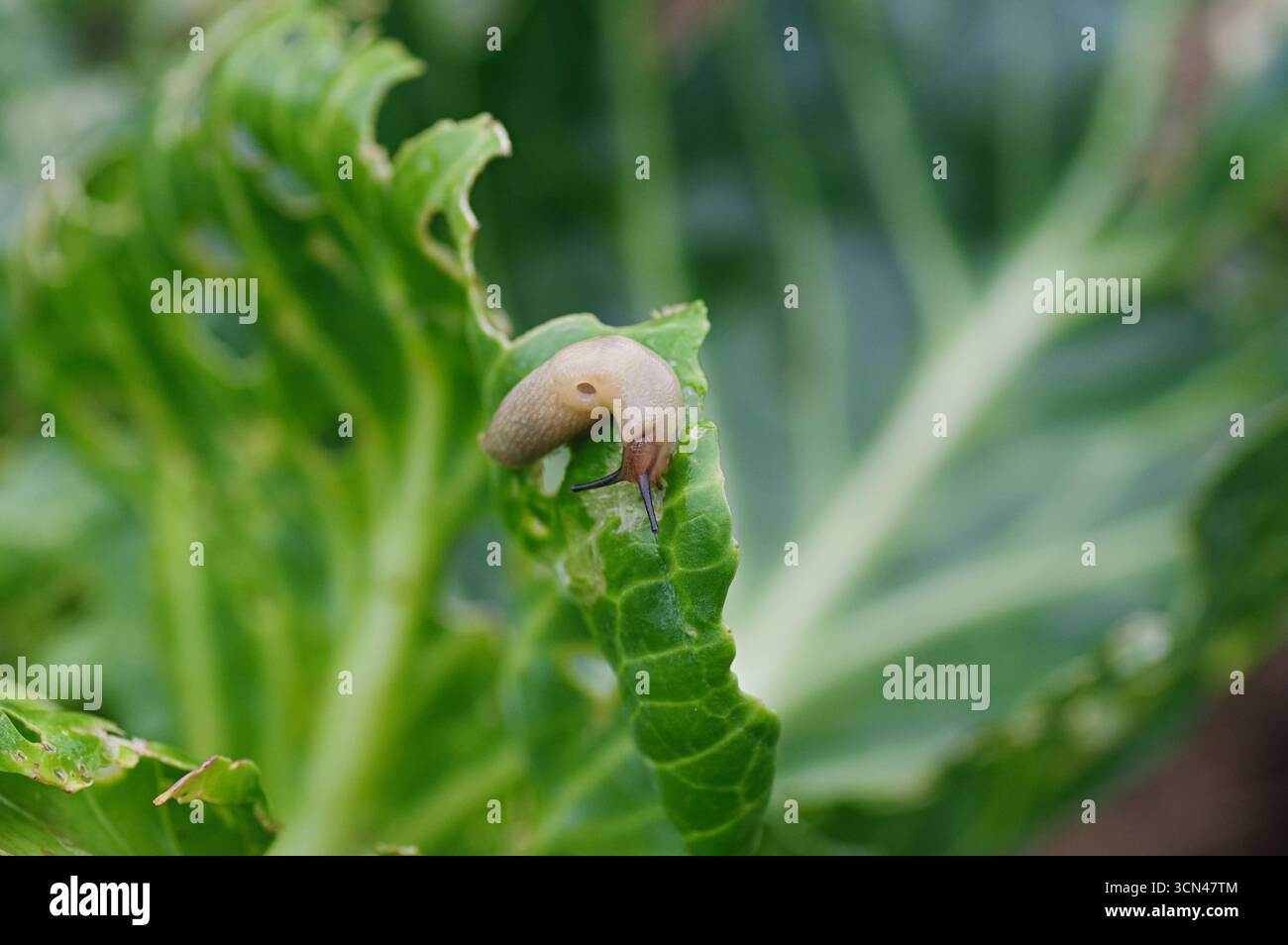 Slug pest damage garden hi-res stock photography and images - Alamy