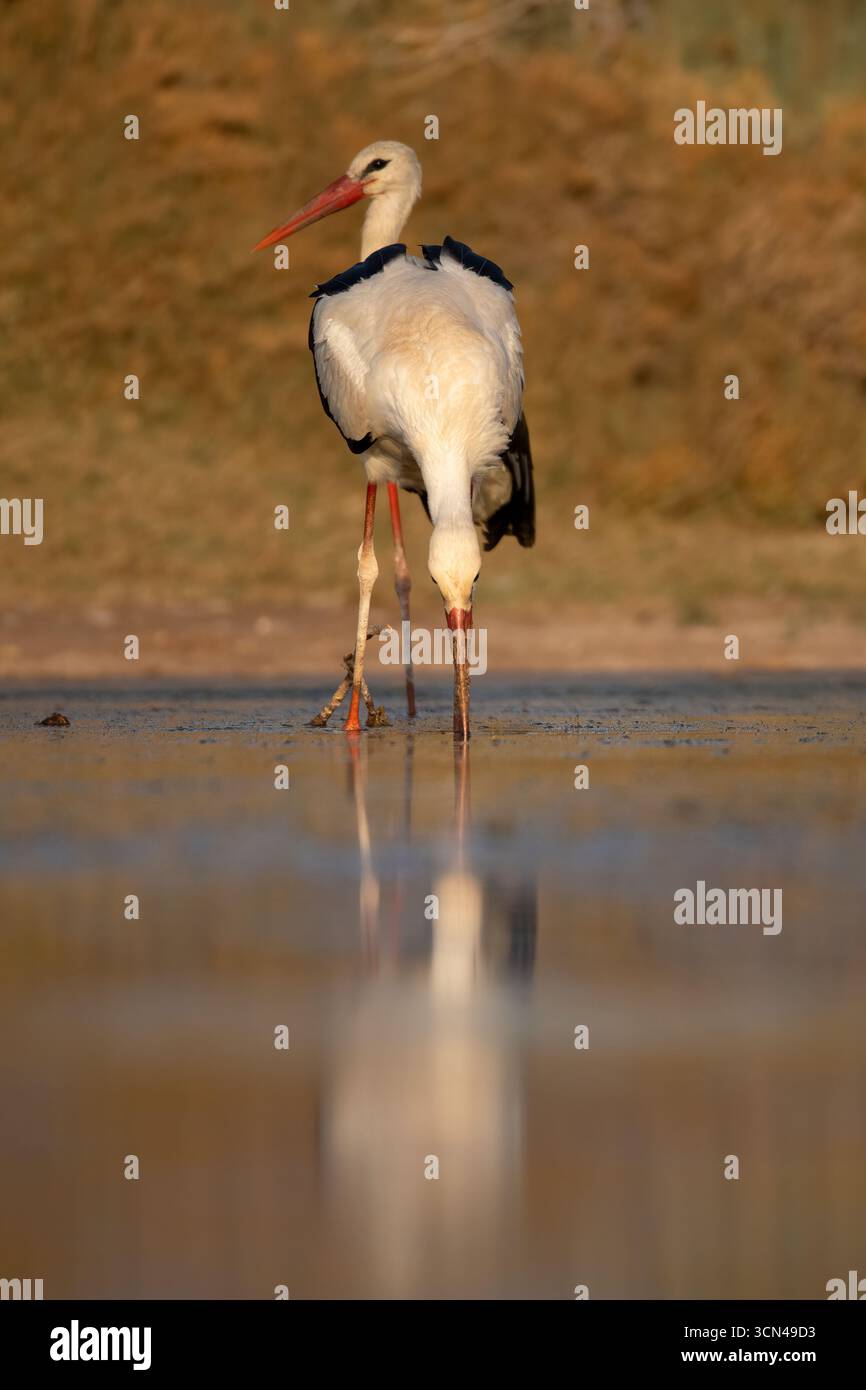 Beautiful white stork in an important wetland habitat Stock Photo - Alamy
