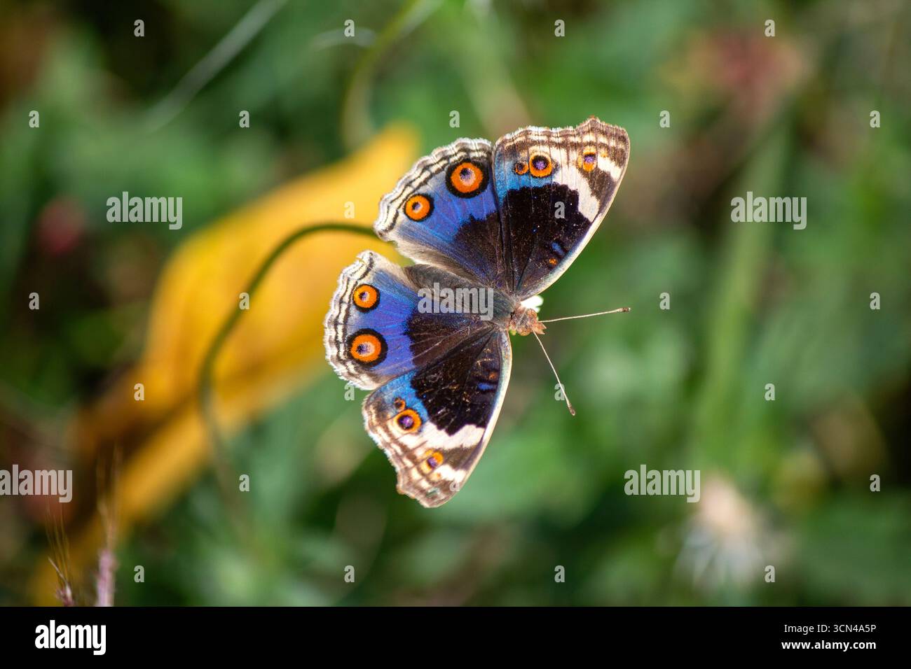 Black green butterfly collecting nectar hi-res stock photography and ...