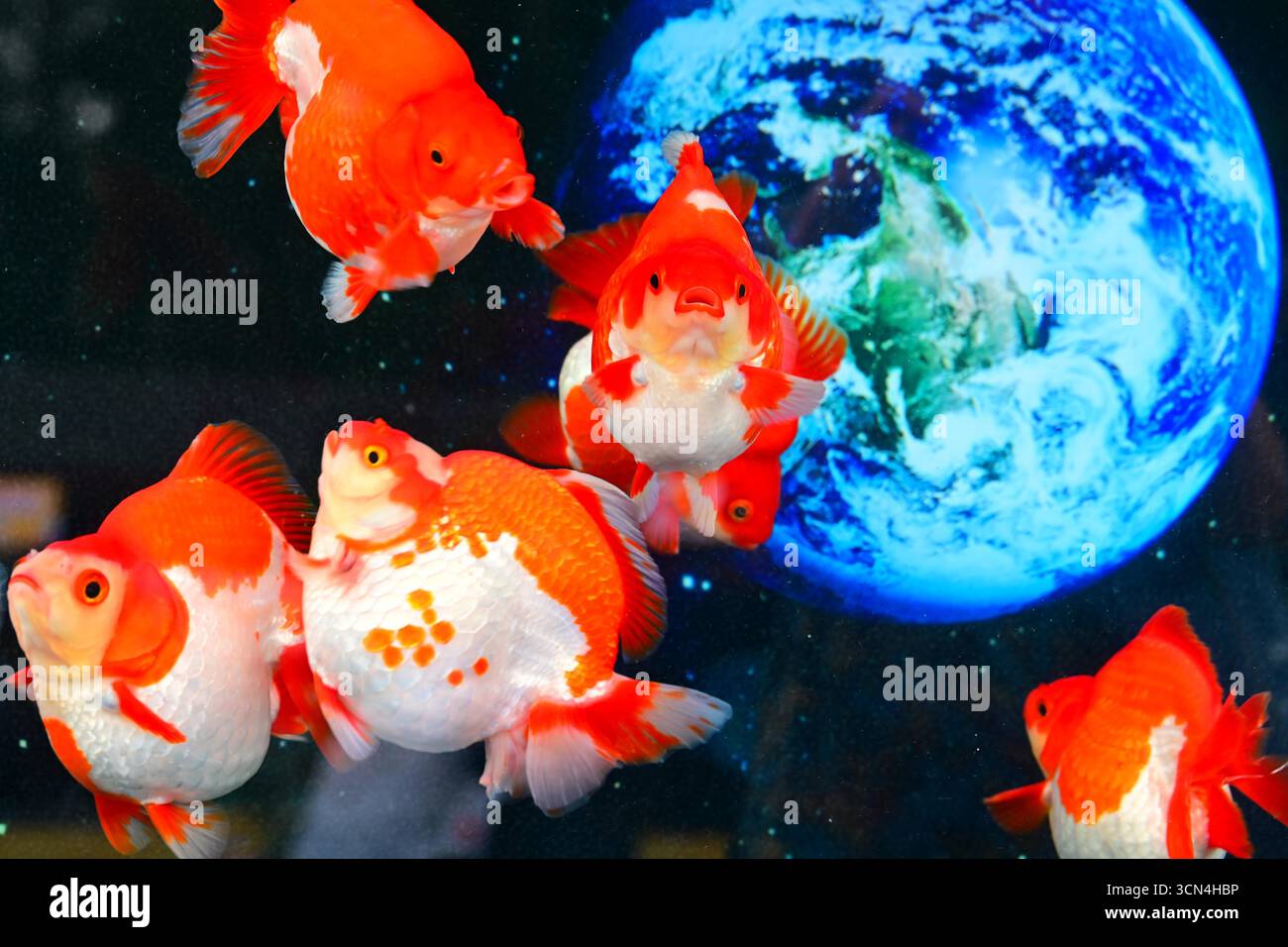 A goldfish culture exhibition is held in Zhongshan Park in Beijing ...