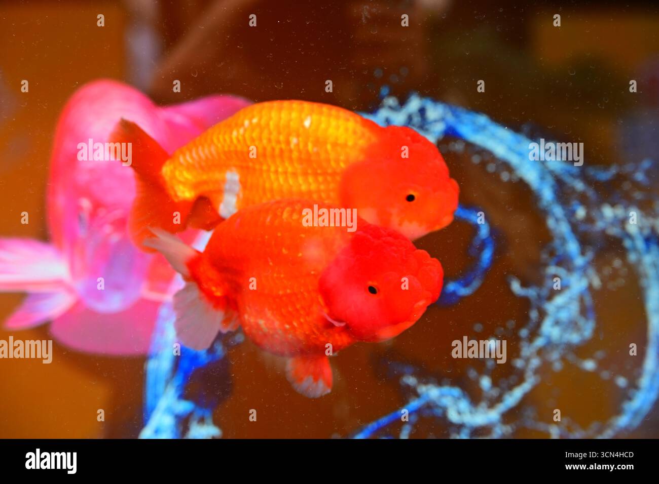 A goldfish culture exhibition is held in Zhongshan Park in Beijing ...