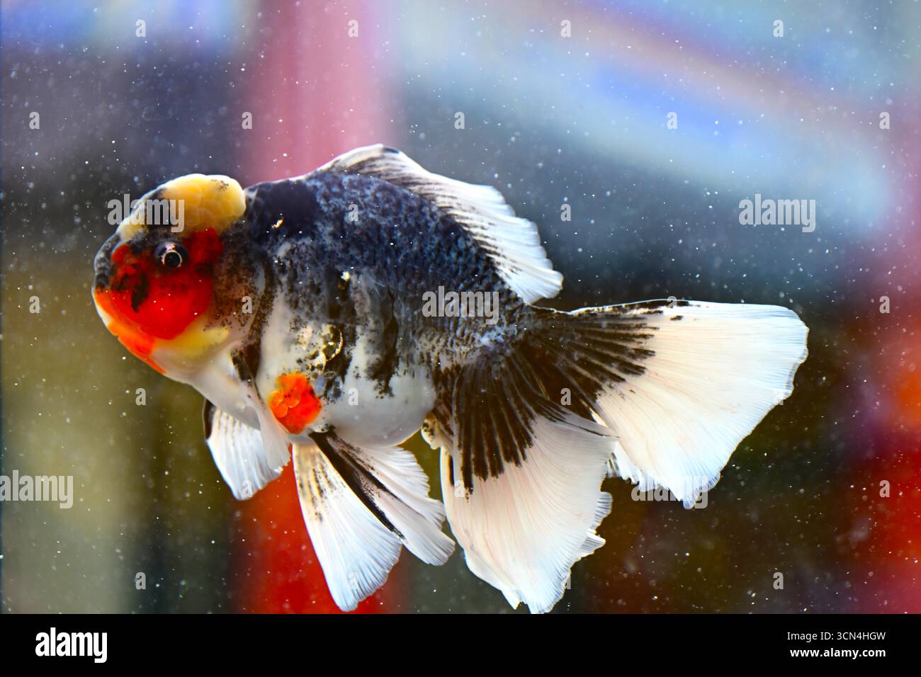 A goldfish culture exhibition is held in Zhongshan Park in Beijing ...