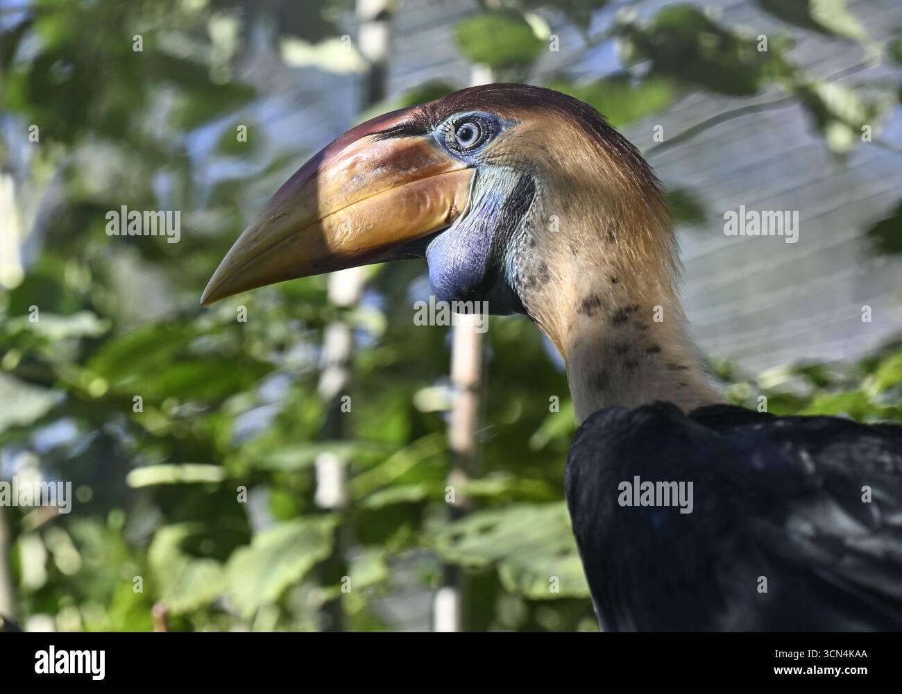 A chick of knobbed hornbill (Rhyticeros cassidix) pictured in the Zlin ...