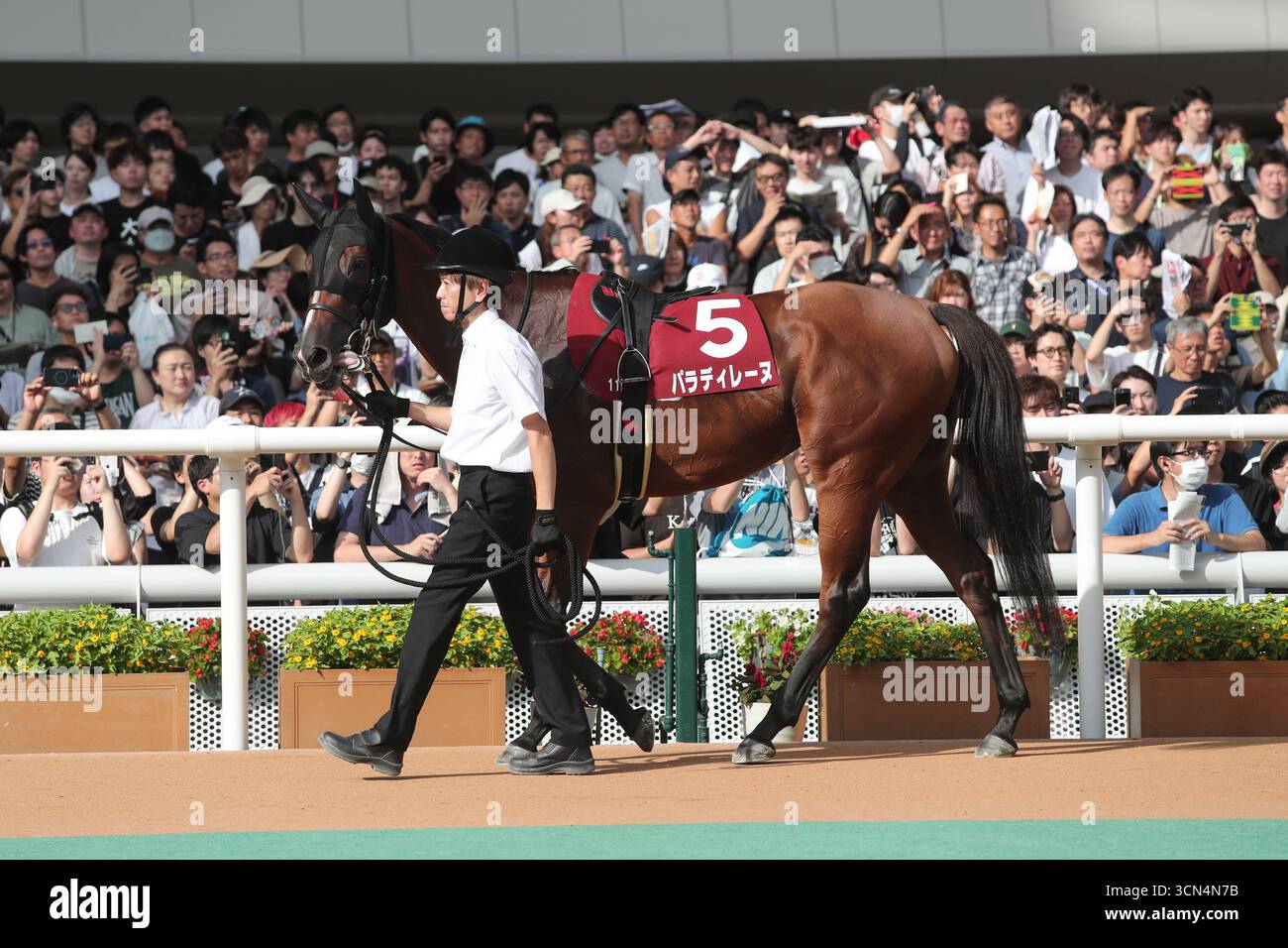 2025/09/14 HANSHIN 11R THE KANSAI TELEVISION CO. LTD. SHO ROSE STAKES ...