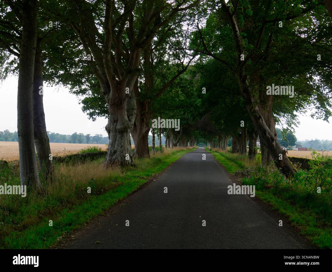 Road through Kinnaird Castle Estate, Angus, East Scotland Stock Photo ...