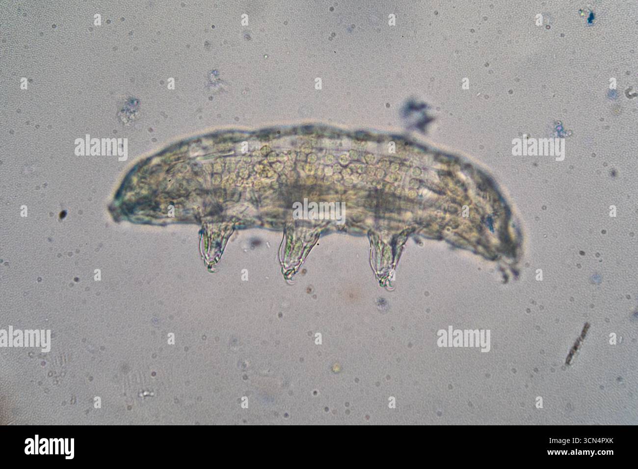 Microscopic view of a tardigrade, also known as a water bear ...