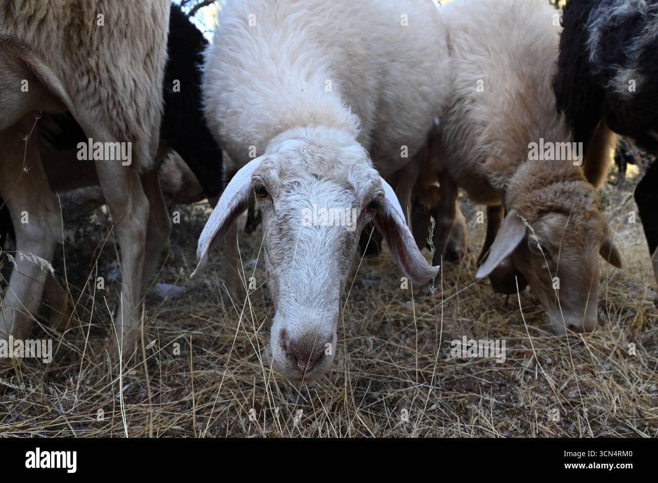 Mandra, Greece. 18th Sept. 2025. Healthy sheep are grazing near the ...