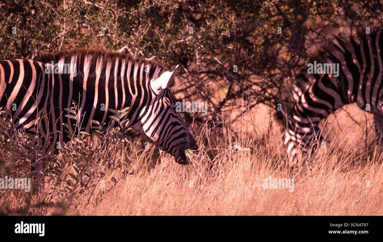 Zerbras herd grazing hi-res stock photography and images - Alamy