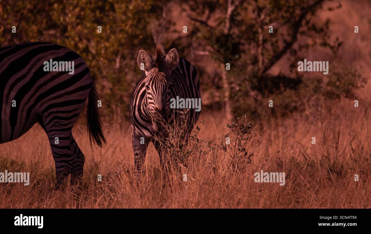 Zerbras herd grazing hi-res stock photography and images - Alamy