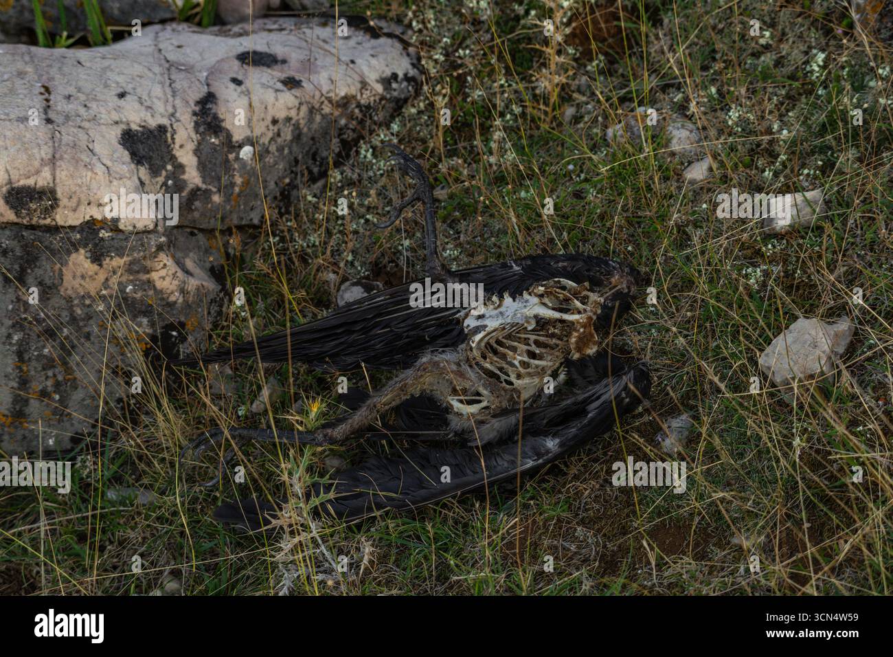 A bird torn to pieces by wild animals in a clearing, a dead bird, the ...