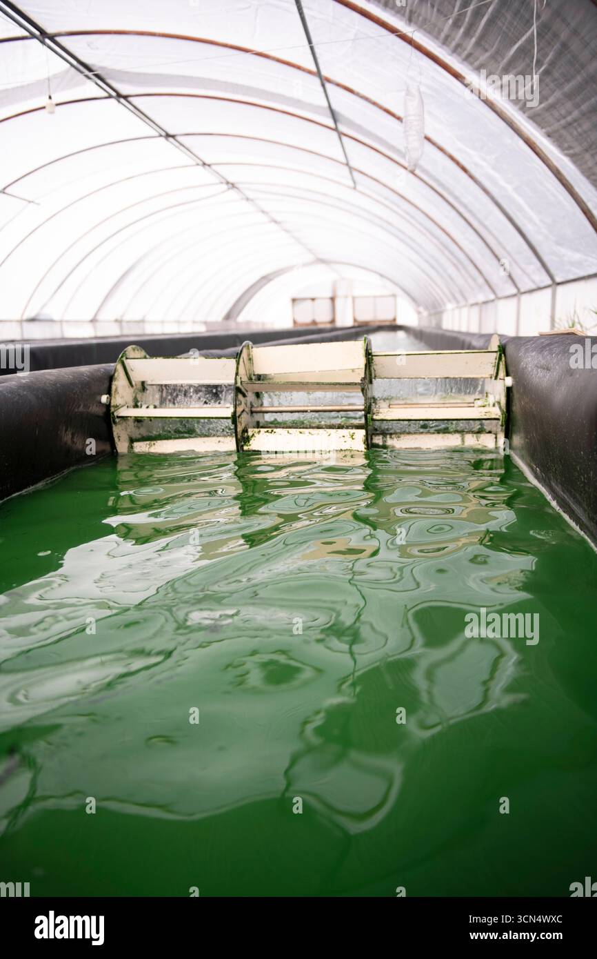 Spirulina farming process hi-res stock photography and images - Alamy