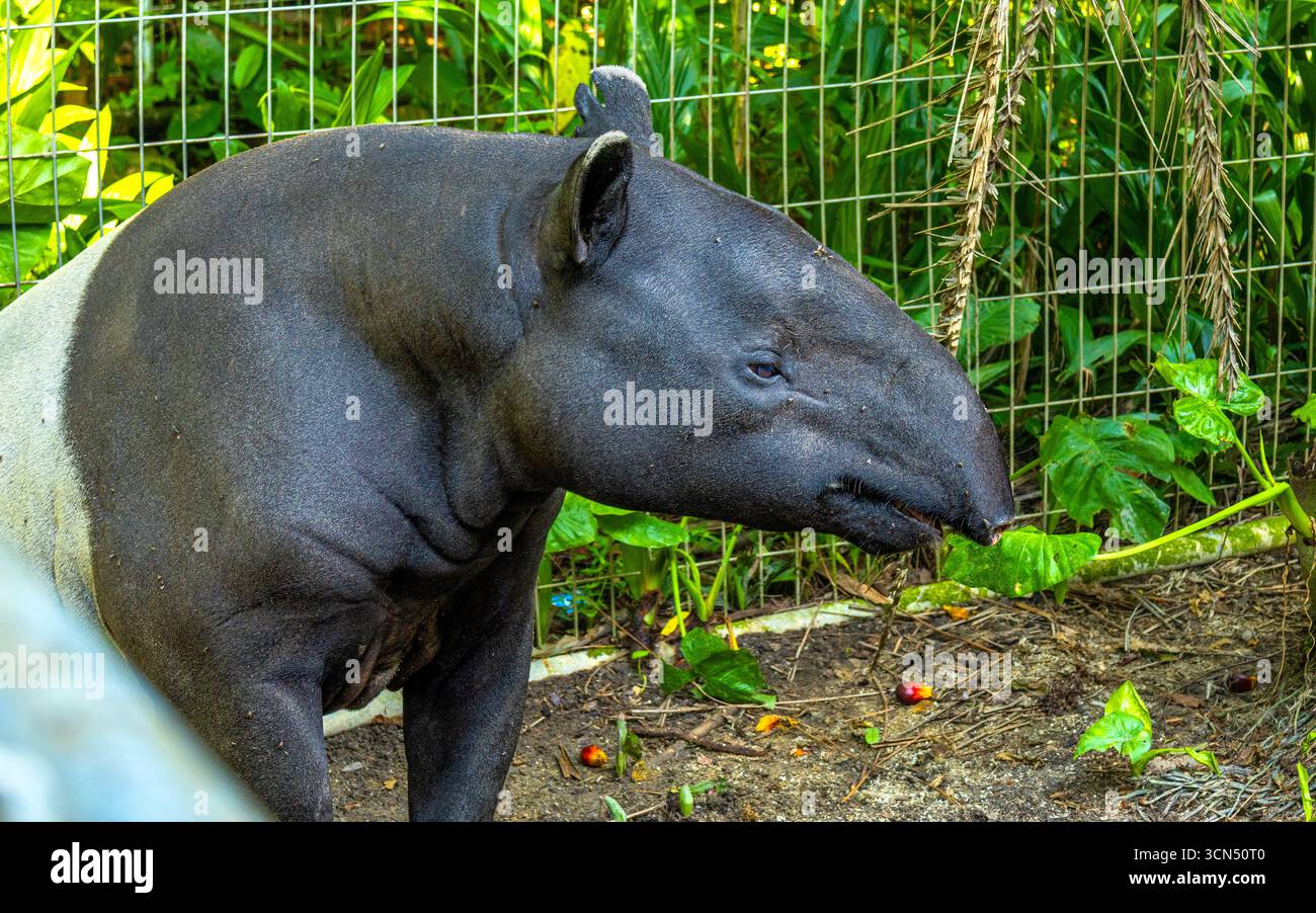 A Malayan tapir standing on the ground, showing its distinctive black ...