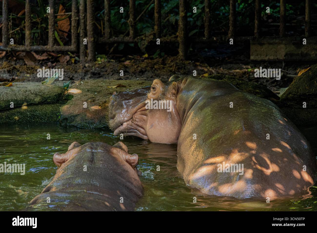 A hippopotamus partially submerged in water, showcasing its massive ...