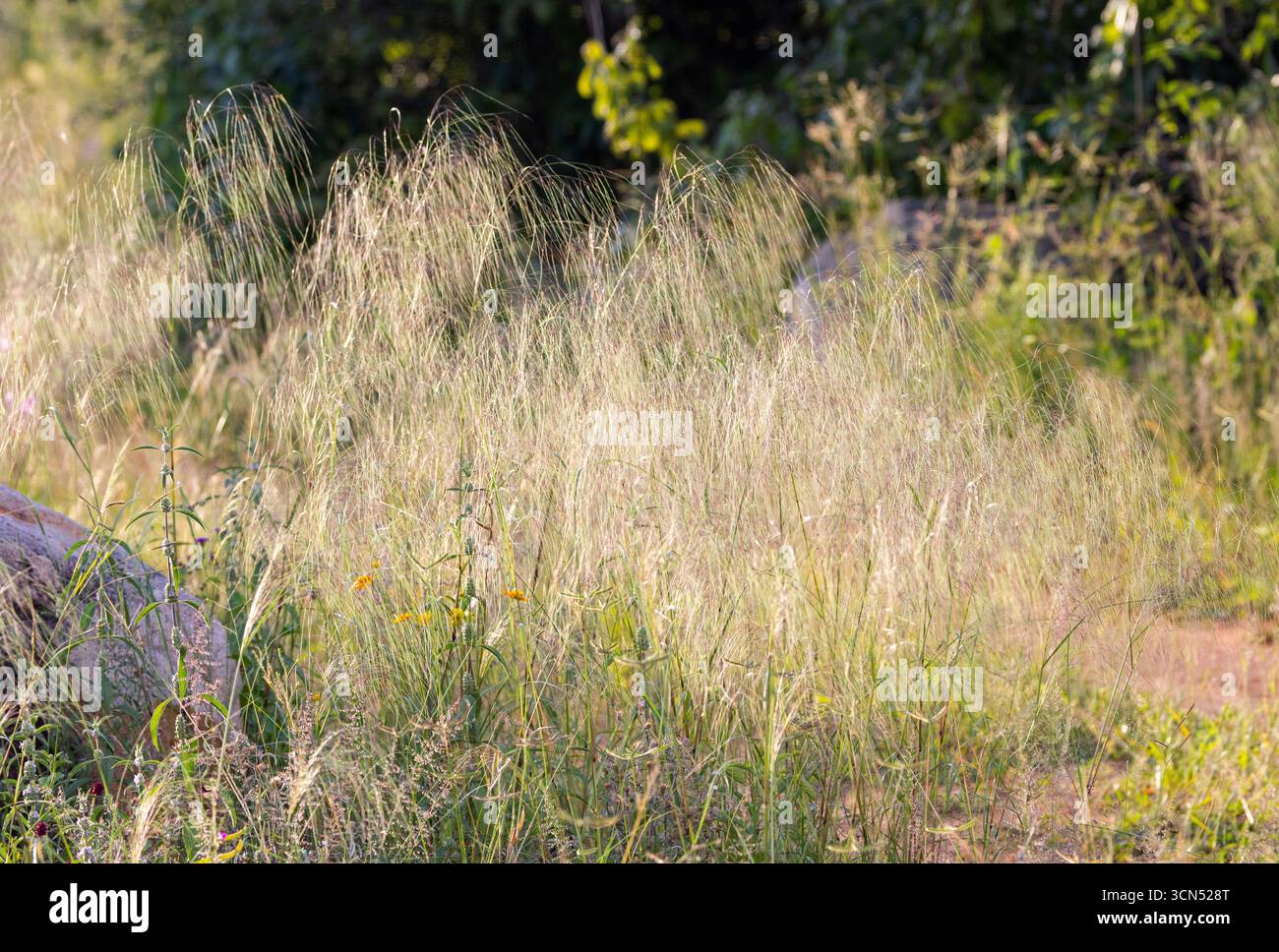 The seeds of the Long-awned Three-Awn Grass hang in a delicate display ...