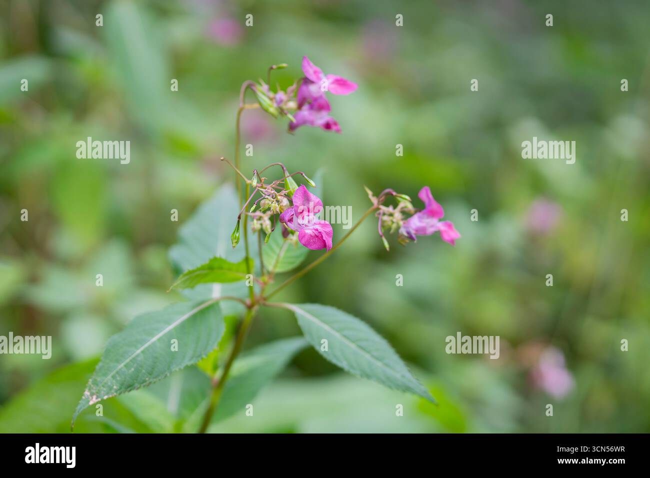 Glandular touch-me-not, also Himalayan balsam (Impatiens glandulifera ...
