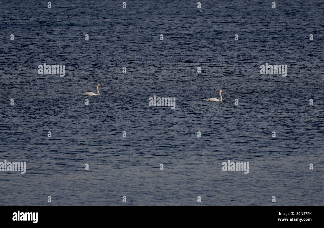 Bulgarian colors. Swans in lake Stock Photo - Alamy